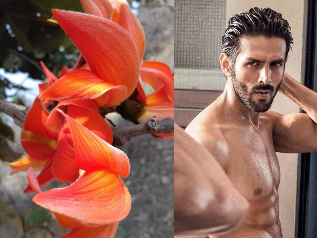 palash flower powder: पलाश के फूलों का चूर्ण पुरुषों के लिए कर सकता है ...